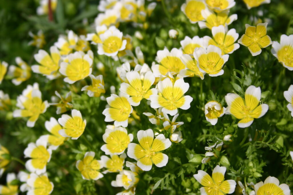 Silver Falls Seed Company - Poached Egg Flower