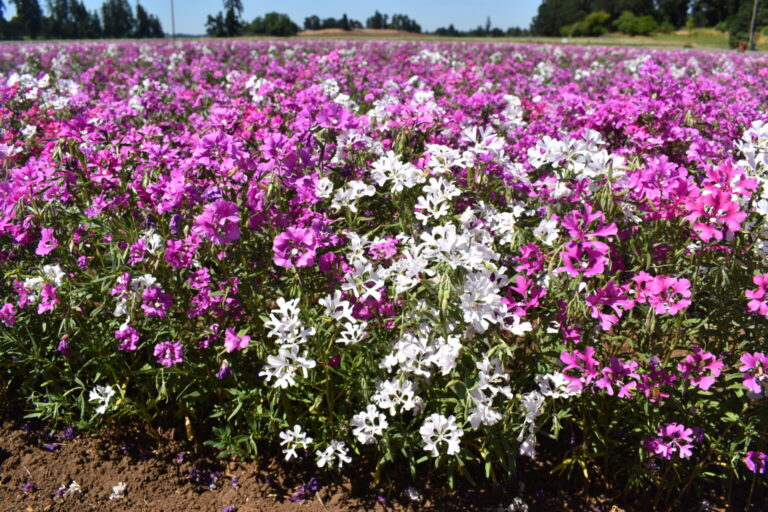 Silver Falls Seed Company - Clarkia Pink Fairies