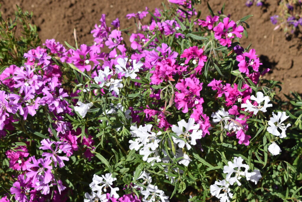 Silver Falls Seed Company - Clarkia Pink Fairies