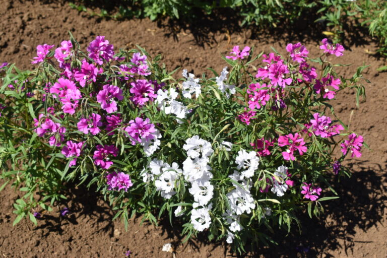 Silver Falls Seed Company - Clarkia Pink Fairies