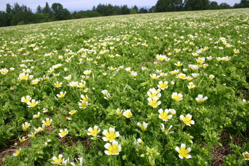 Silver Falls Seed Company - Poached Egg Flower