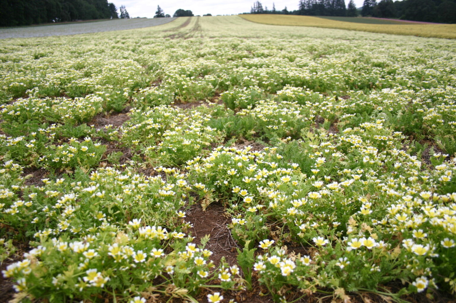 Silver Falls Seed Company - Poached Egg Flower
