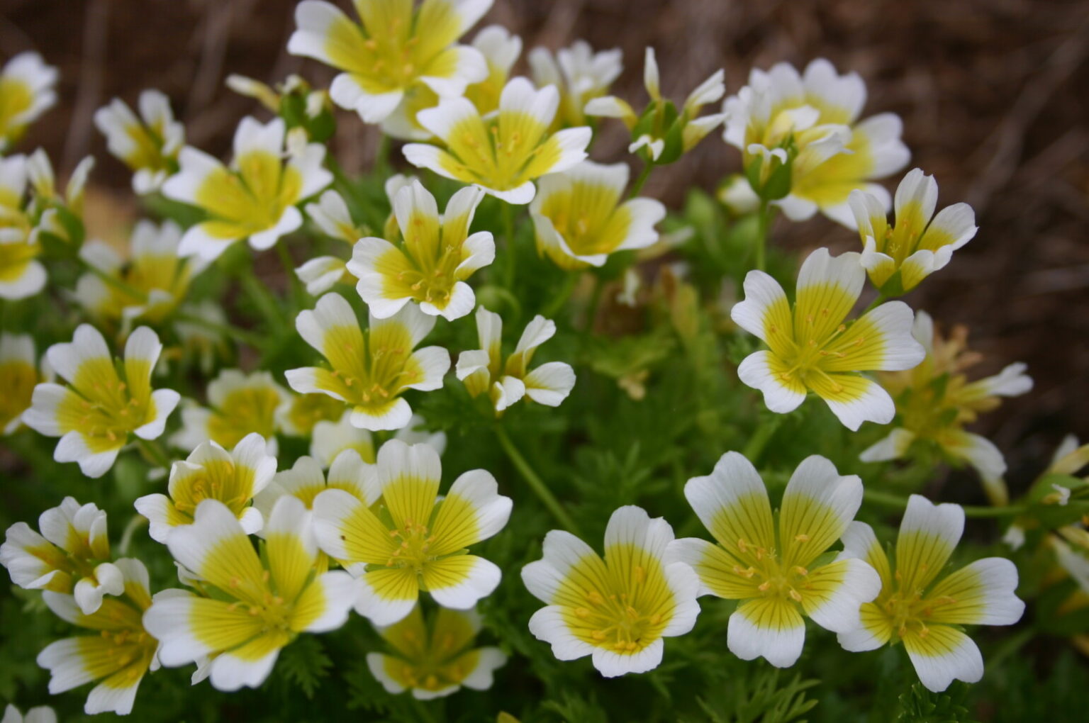 Silver Falls Seed Company - Poached Egg Flower