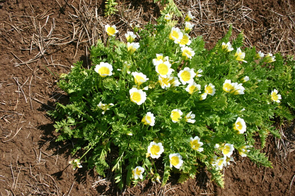 Silver Falls Seed Company - Poached Egg Flower
