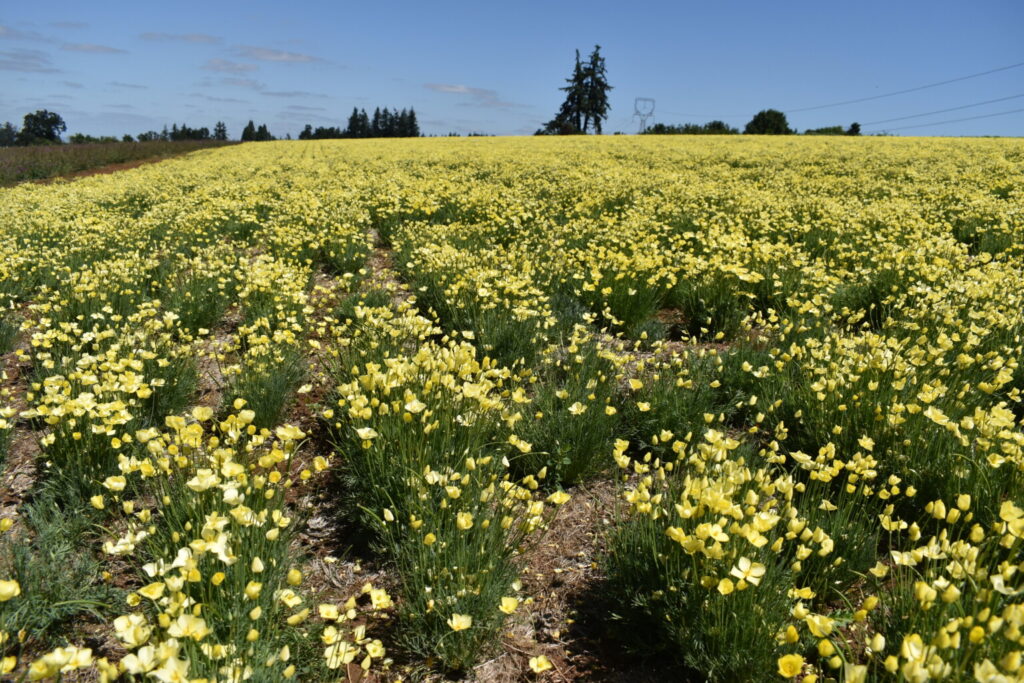 Silver Falls Seed Company - Poppy - California Sundew (Tufted Poppy)