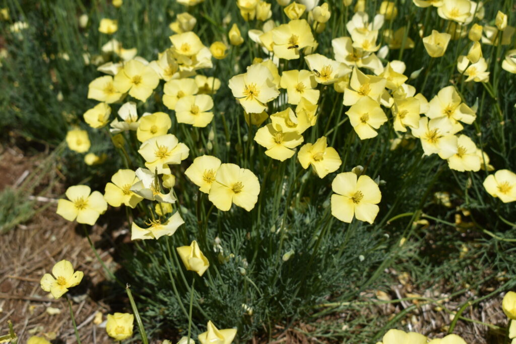Silver Falls Seed Company - Poppy - California Sundew (Tufted Poppy)